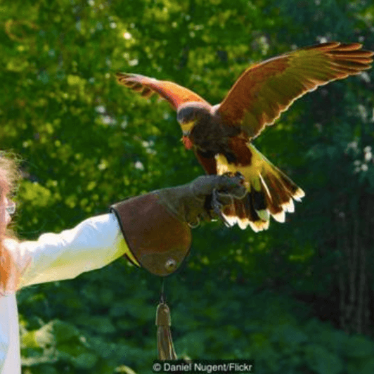 Shakespeare Popularized Falconry Terms - Jerz's Literacy Weblog (est. 1999)