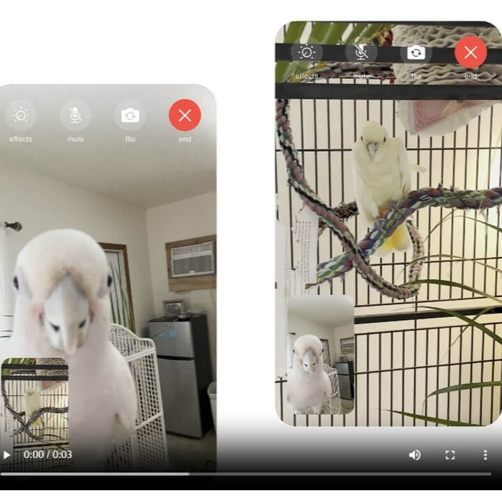 Parrots learn to make video calls to chat with other parrots, then ...