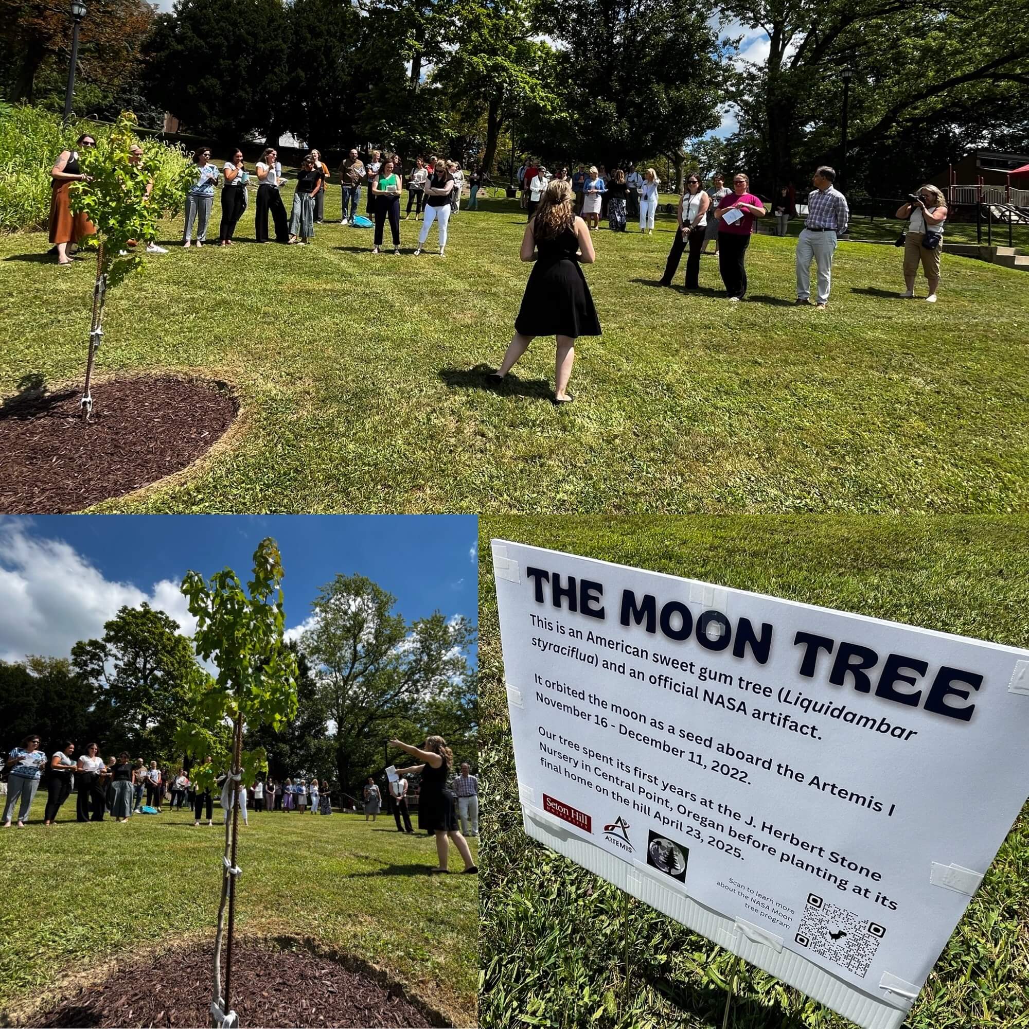 Blessing the “American sweet gum tree” that grew from a seed that ...